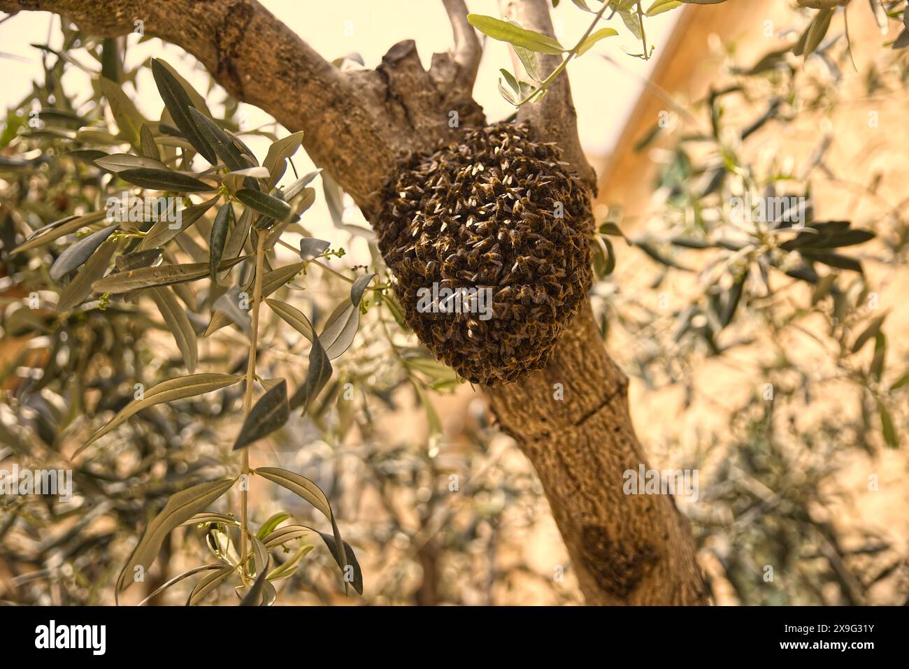 New bee swarm has escaped from the hive and sat on a green tree in a ...