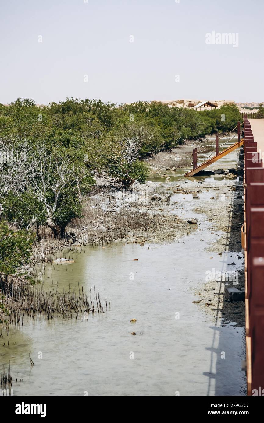 Mangrove forests, one of Qatar’s natural wonders Stock Photo - Alamy