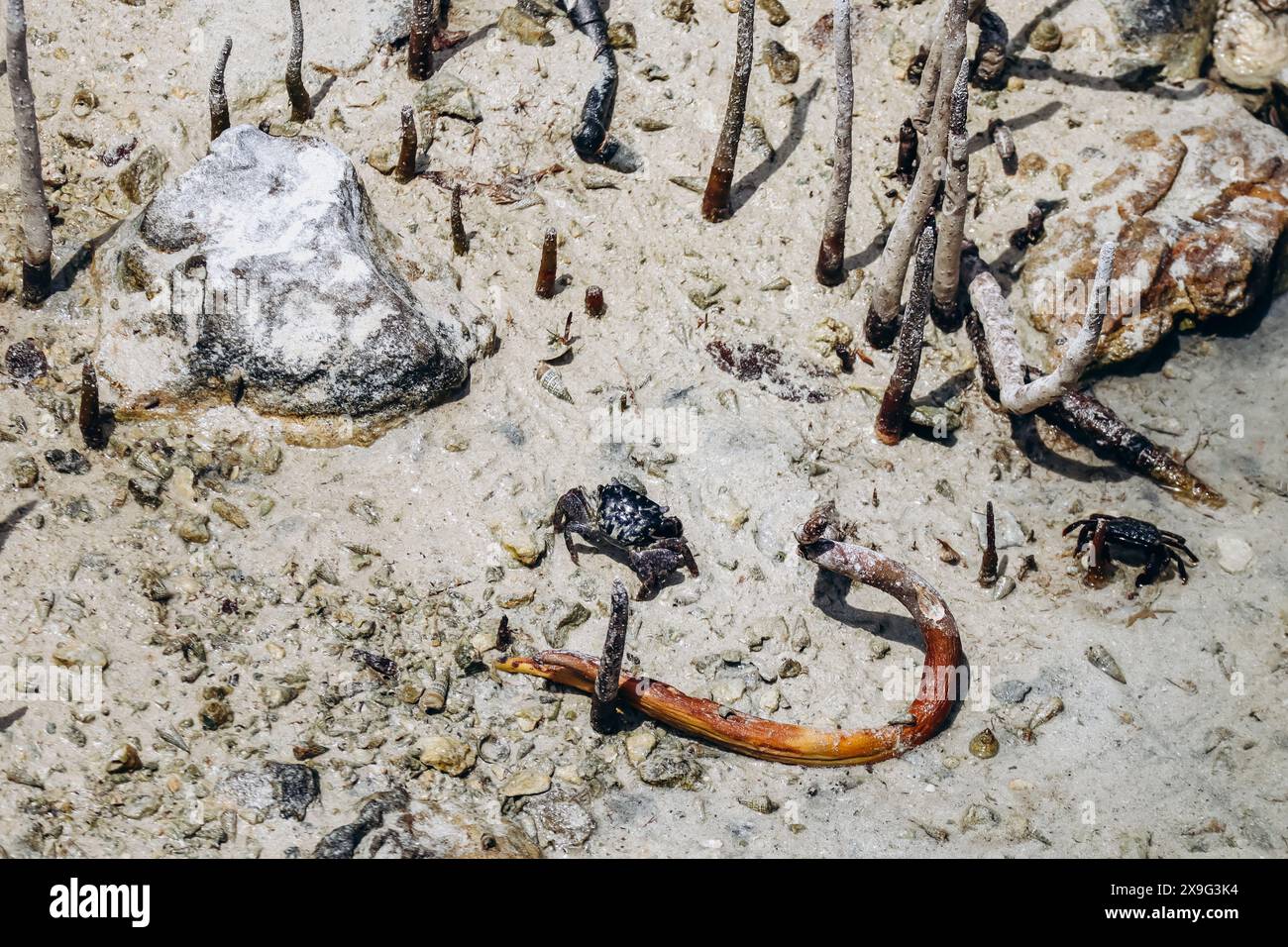 Mangrove forests, one of Qatar’s natural wonders Stock Photo - Alamy