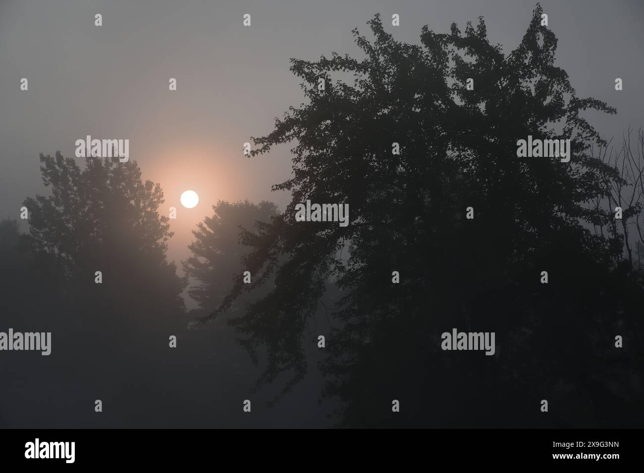 Sunrise behind trees on foggy morning Stock Photo - Alamy
