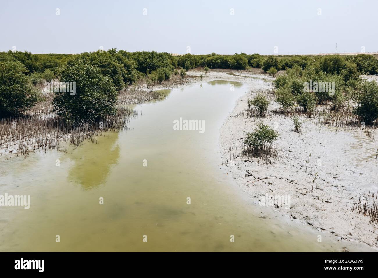 Mangrove forests, one of Qatar’s natural wonders Stock Photo - Alamy