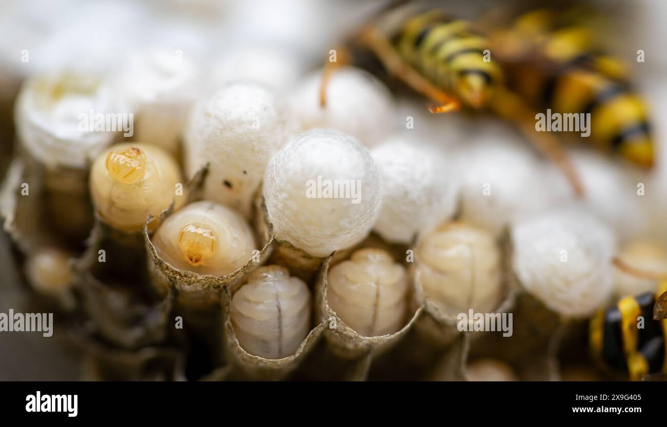 Close-up of a wasp nest with young larvae Stock Photo - Alamy