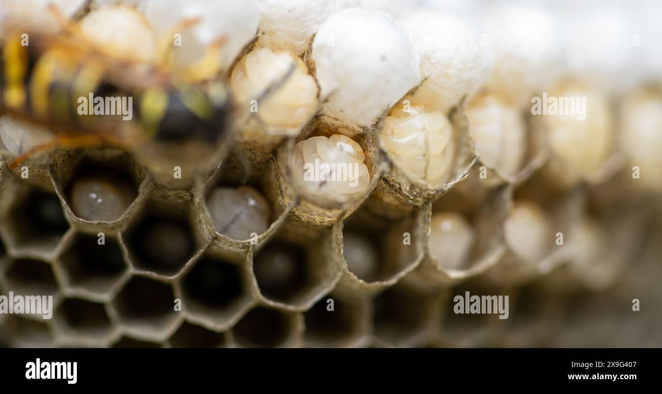 Young eat bee larvae hi-res stock photography and images - Alamy