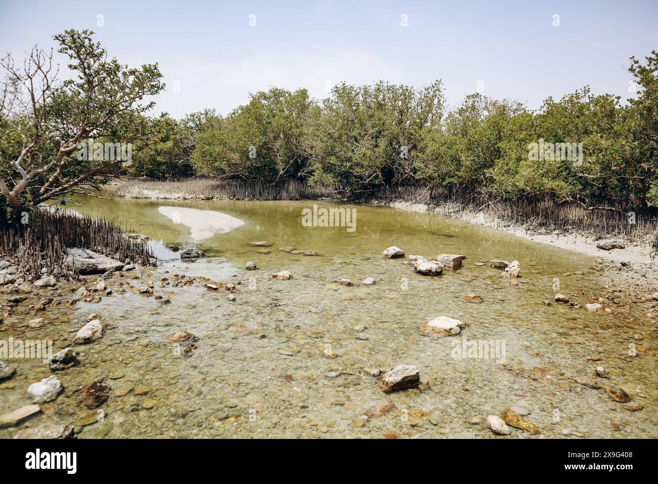 Mangrove forests, one of Qatar’s natural wonders Stock Photo - Alamy