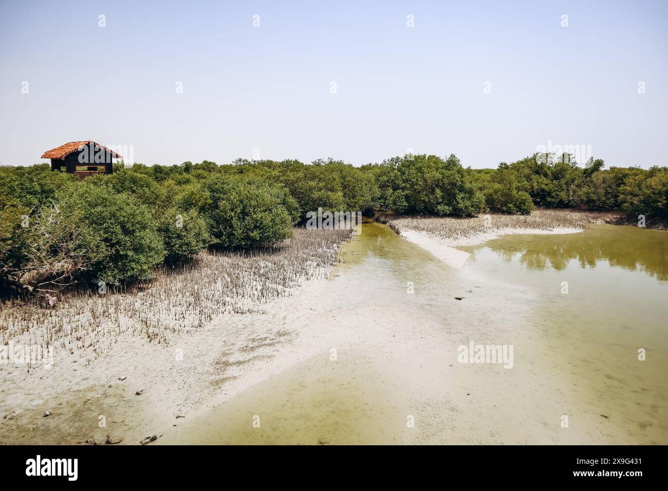 Mangrove forests, one of Qatar’s natural wonders Stock Photo - Alamy