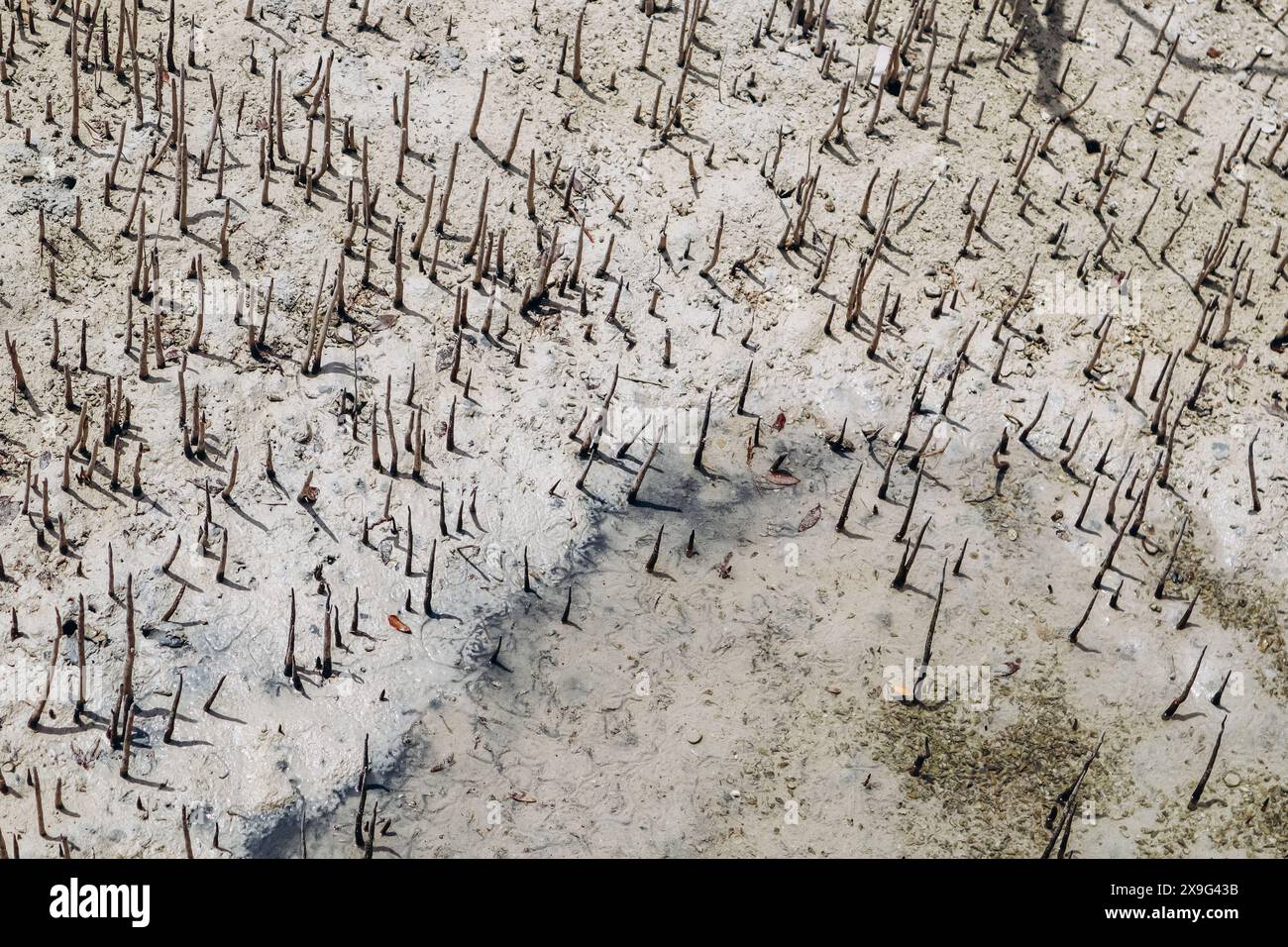 Mangrove forests, one of Qatar’s natural wonders Stock Photo - Alamy