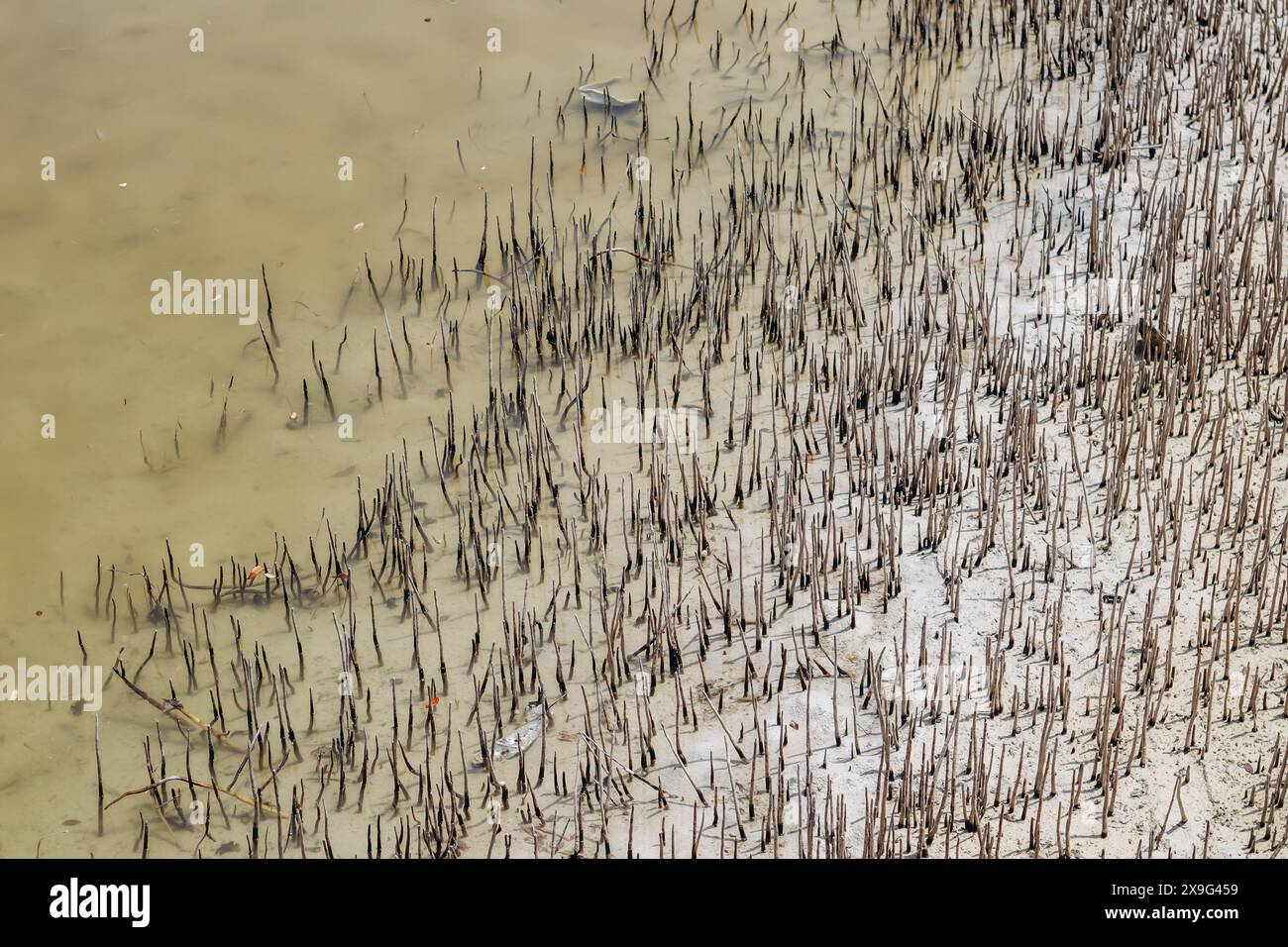 Mangrove forests, one of Qatar’s natural wonders Stock Photo - Alamy