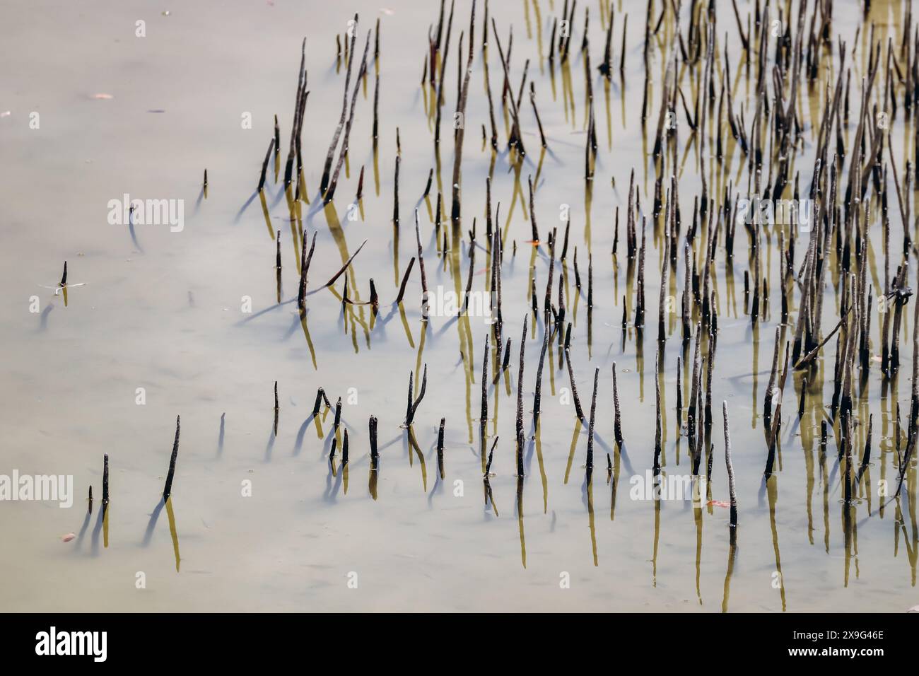 Mangrove forests, one of Qatar’s natural wonders Stock Photo - Alamy