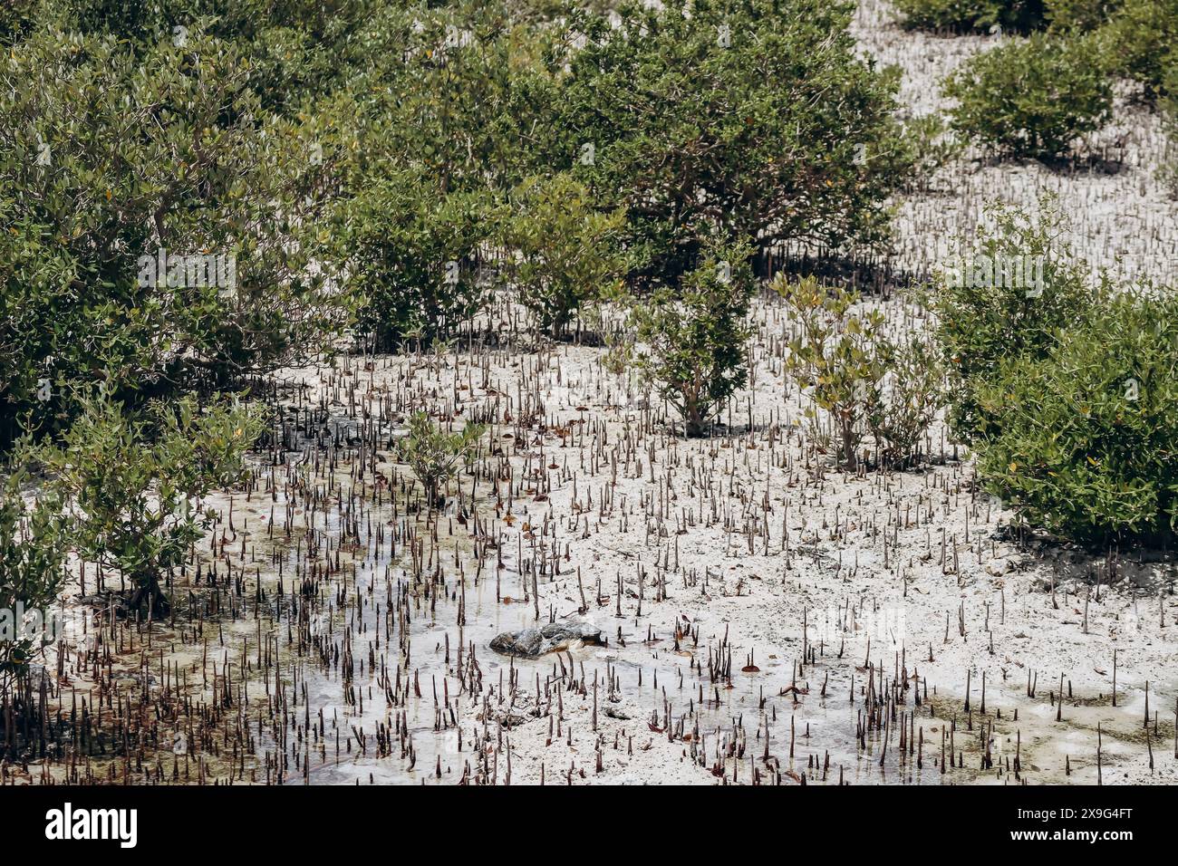 Mangrove forests, one of Qatar’s natural wonders Stock Photo - Alamy