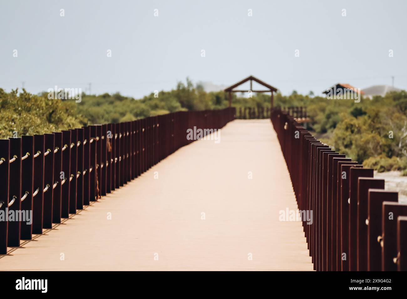 Mangrove forests, one of Qatar’s natural wonders Stock Photo - Alamy