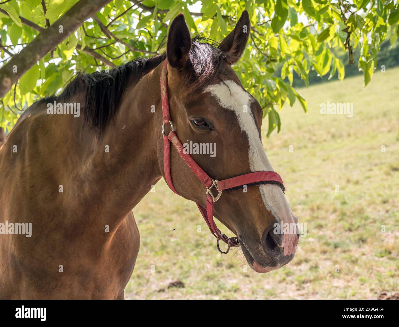 Hiding horse hi-res stock photography and images - Alamy