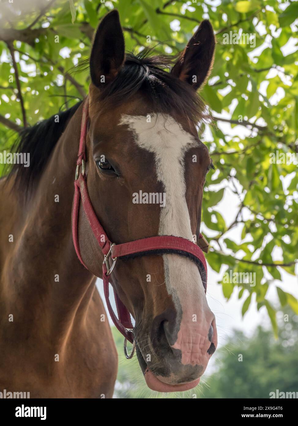 Beautiful horse headshot hi-res stock photography and images - Alamy
