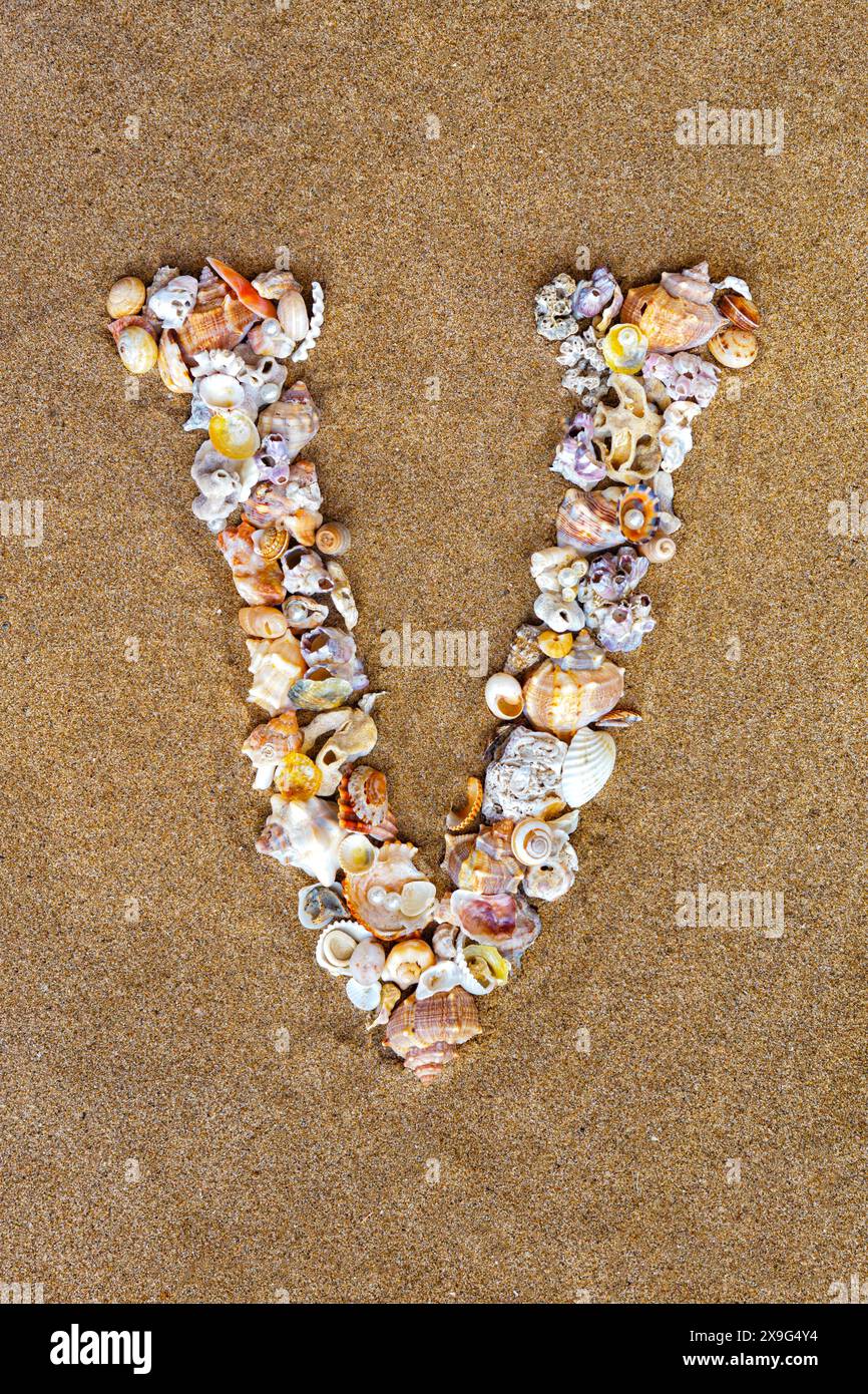 The letter T of the English alphabet, a letter made of seashells on the ...