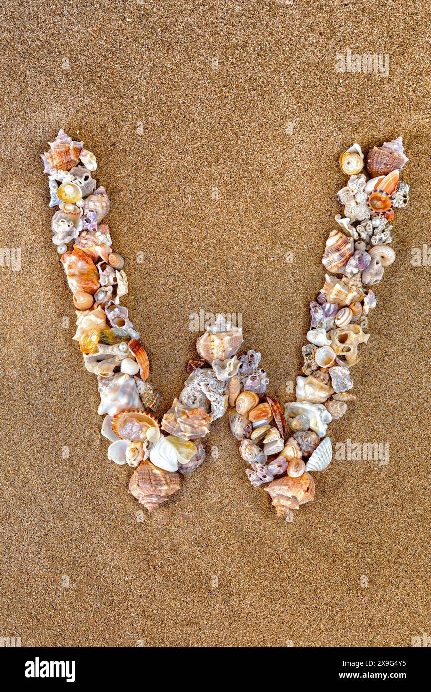 The letter T of the English alphabet, a letter made of seashells on the ...