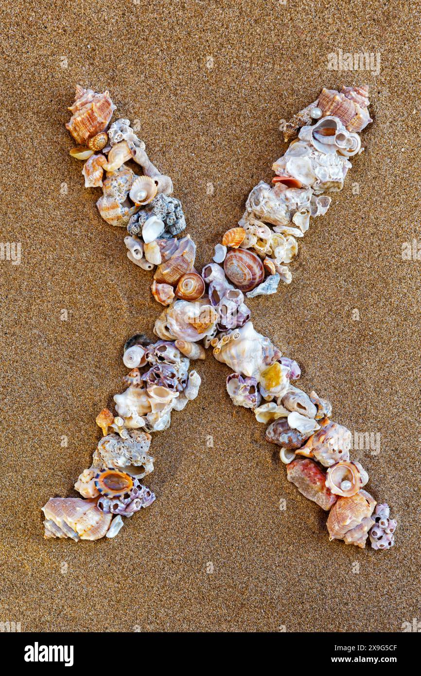 The letter X of the English alphabet, a letter made of seashells on the ...