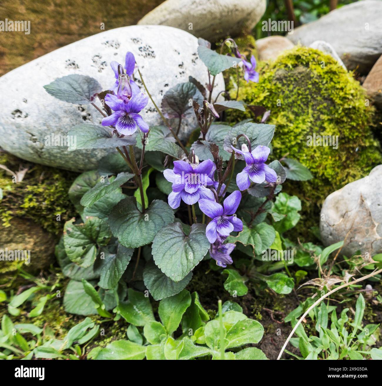 Sweet violet plant, Viola odorata, growing in a UK garden Stock Photo ...