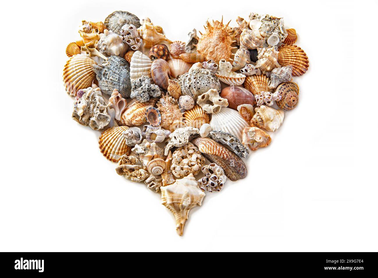 heart from sea shells on a white background. mirror heart Stock Photo ...