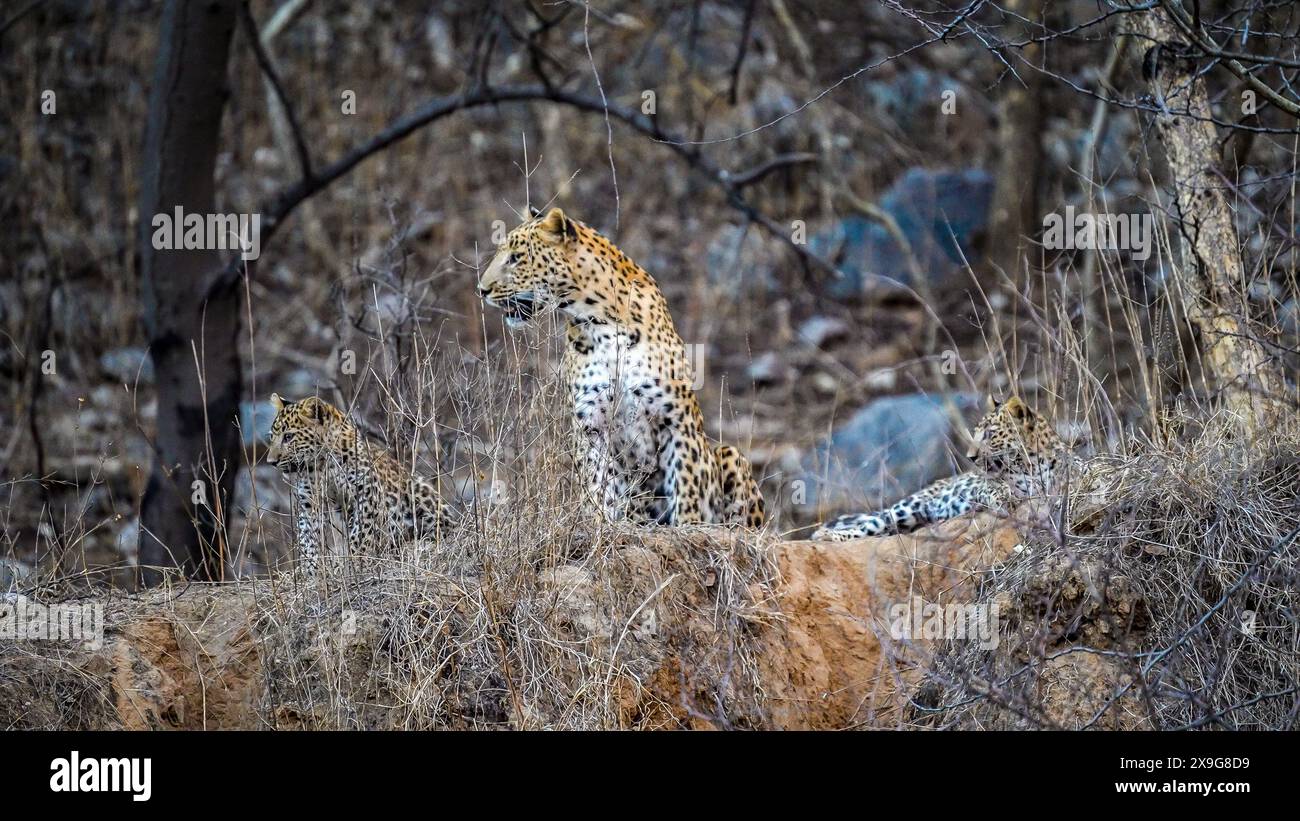 Indian leopard hi-res stock photography and images - Alamy