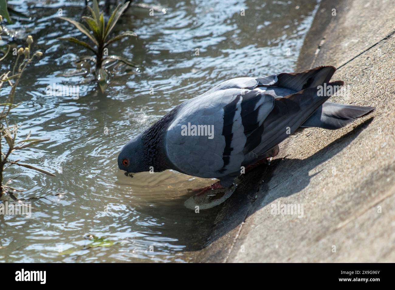 A pigeon seen drinking water at the water canal to cool off from the ...