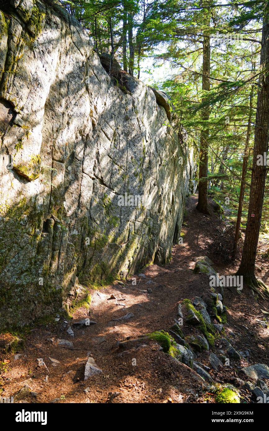 Pathway covered with pine needles in the forest of Yakutania Point near ...