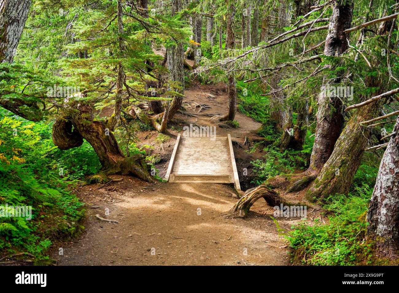 Wooden footbridge on a hiking trail on Mount Roberts above Juneau, the ...