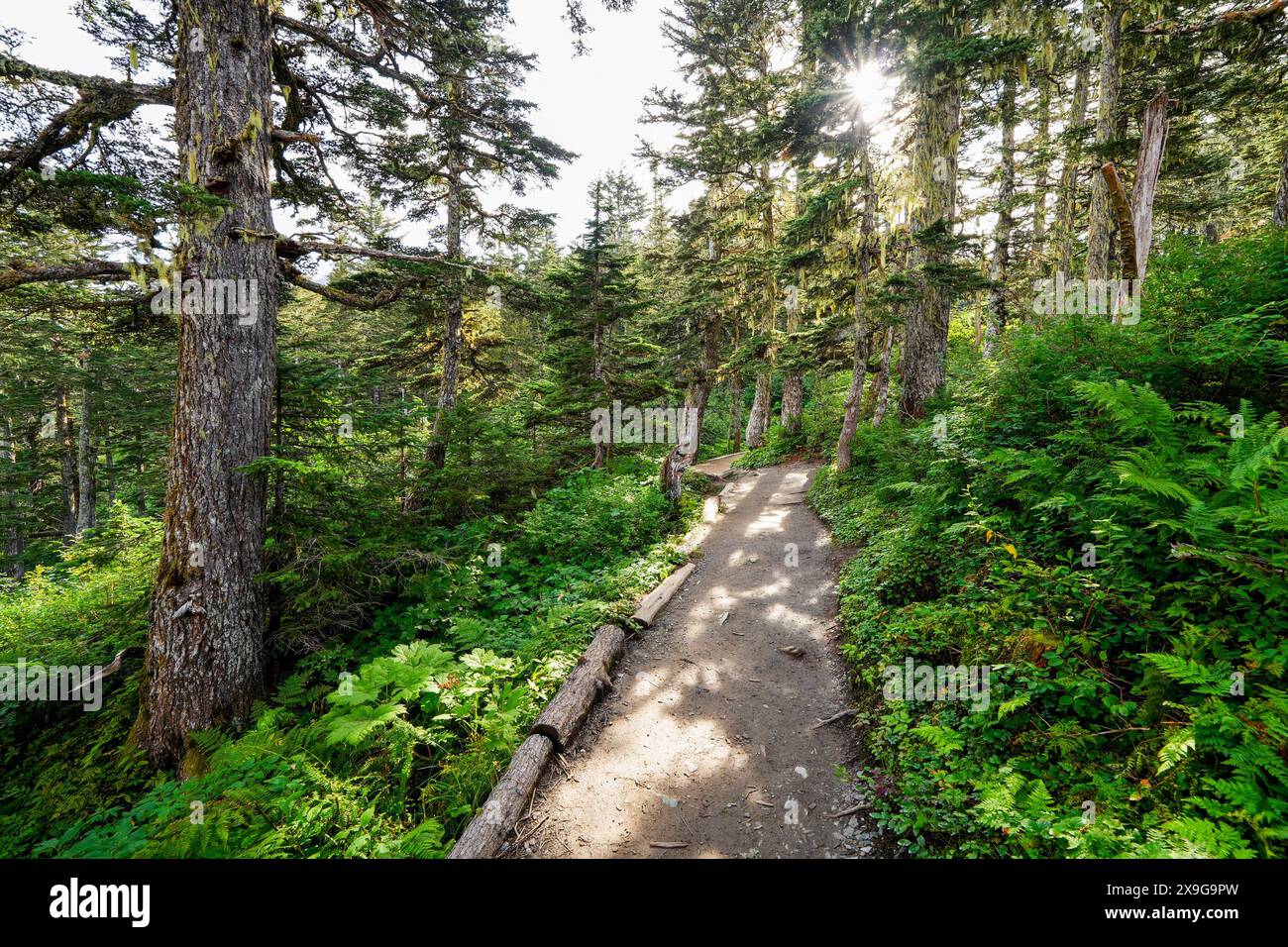 Hiking trail in a pine forest on top of Mount Roberts above Juneau, the ...