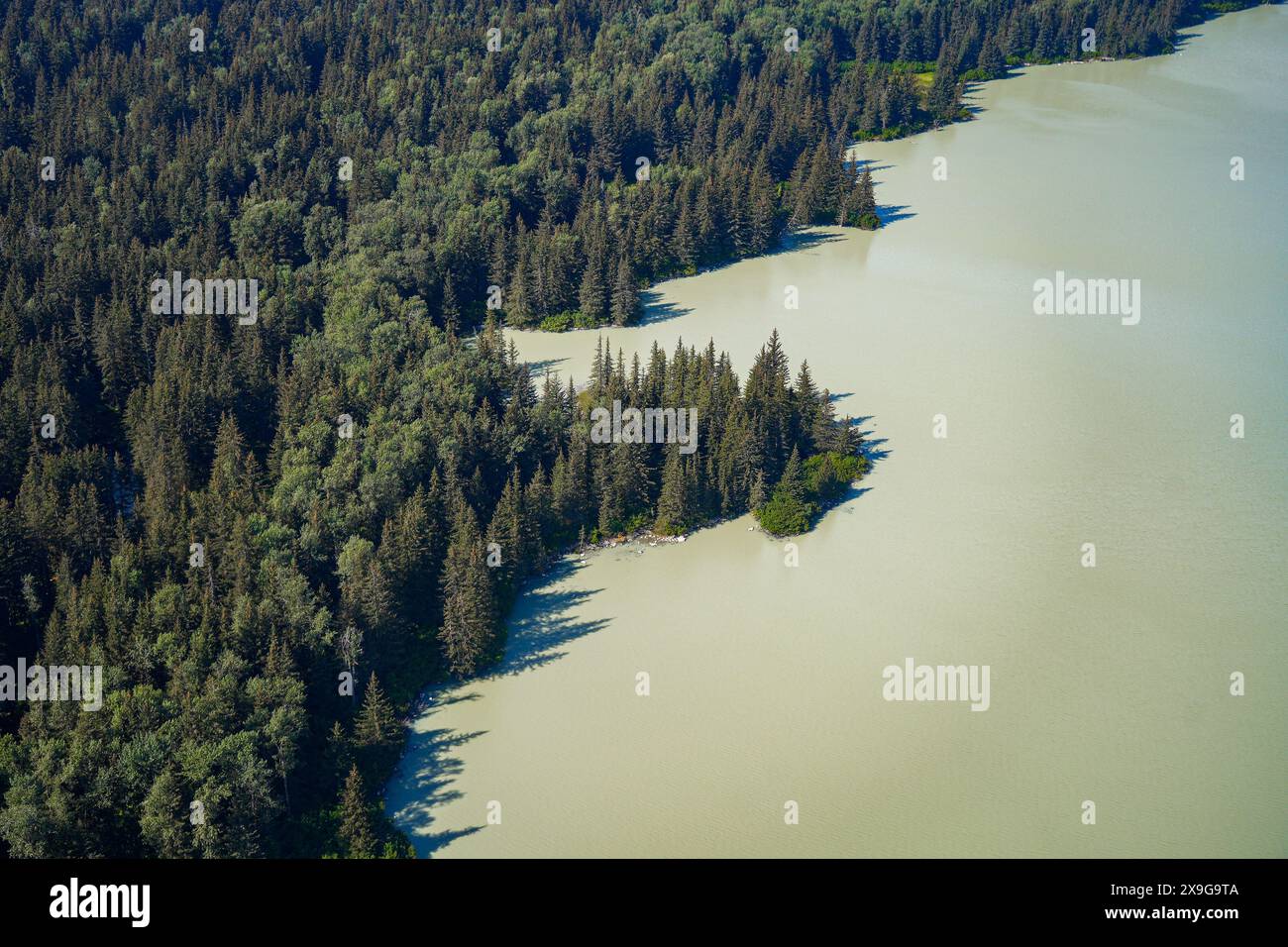 Aerial view of the shoreline of the Taku River bordered with a pine ...