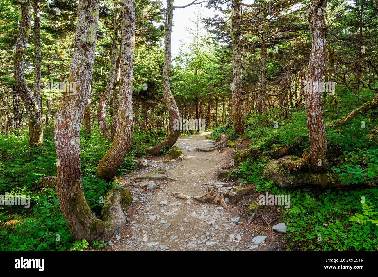Hiking trail in a pine forest on top of Mount Roberts above Juneau, the ...