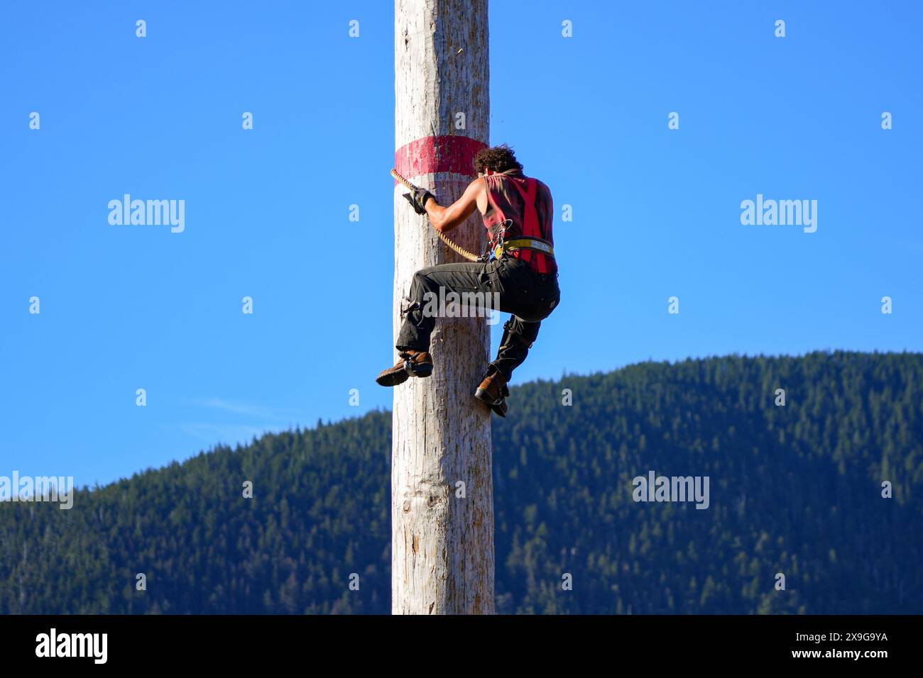 Lumberjack climbing a tree trunk during the Great Alaskan Lumberjack ...
