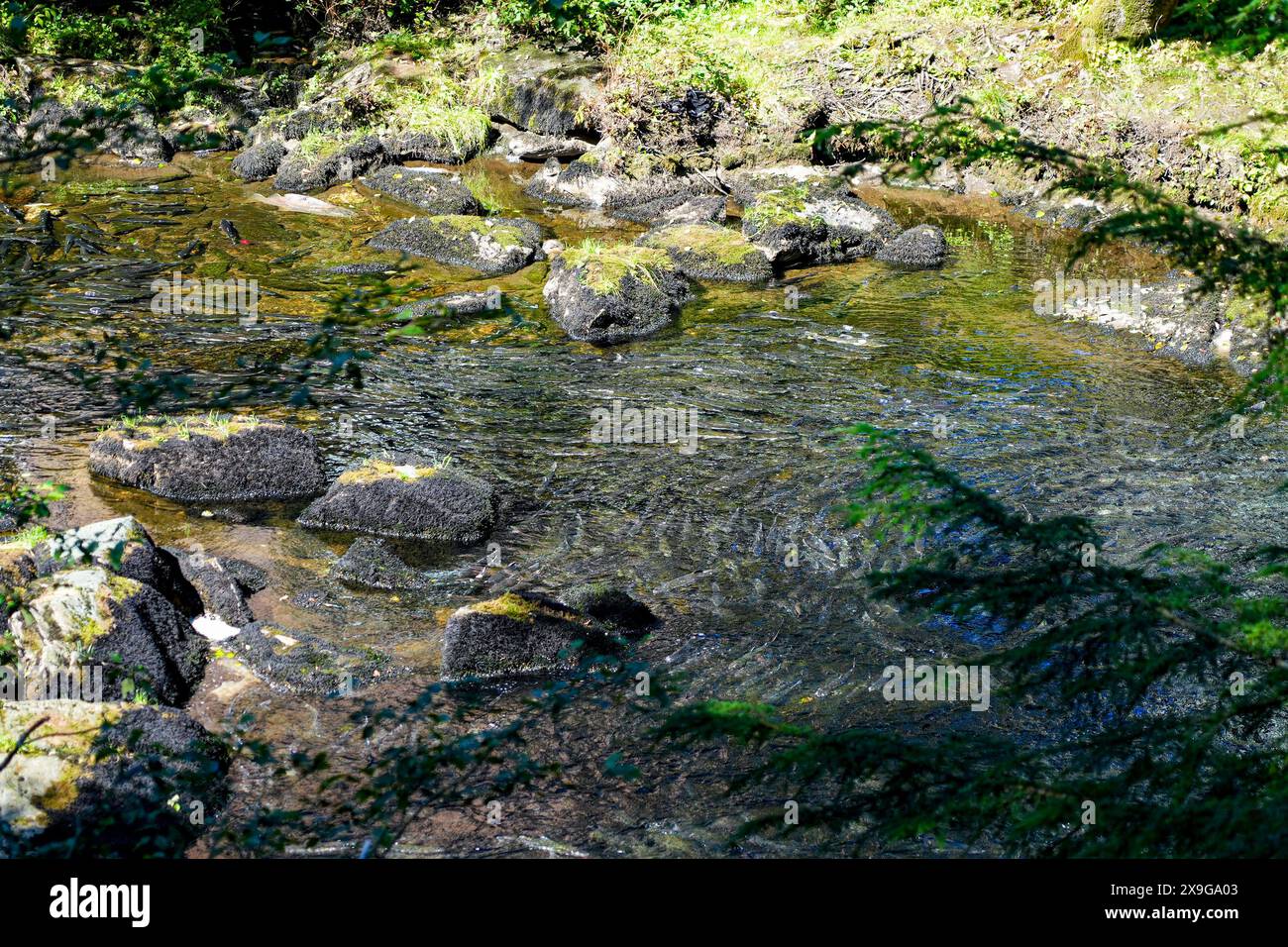 Salmons swimming upstream in the Ketchikan Creek in Alaska to go ...