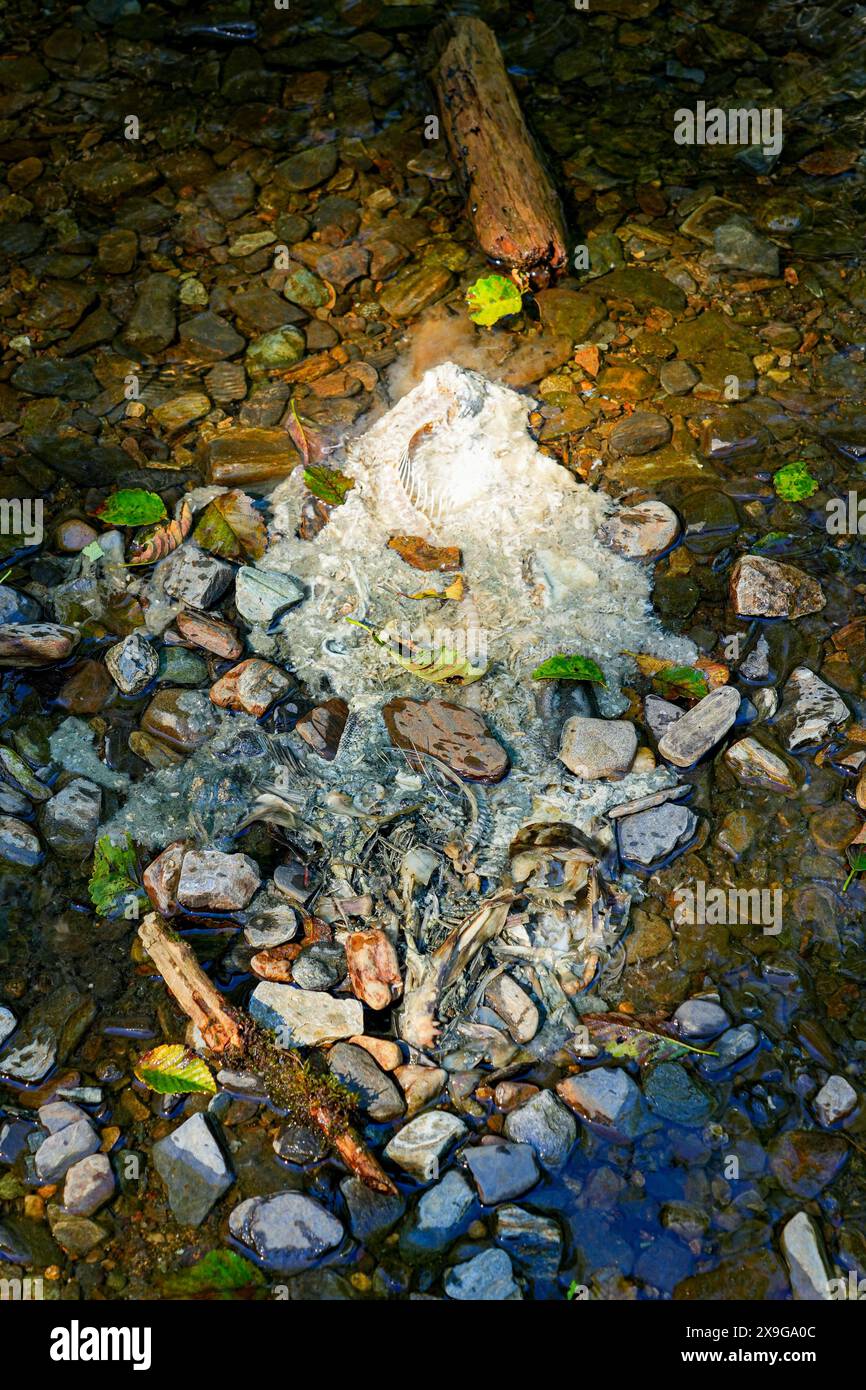 Dead body of a chinook salmon stranded on the banks of the Ketchikan ...