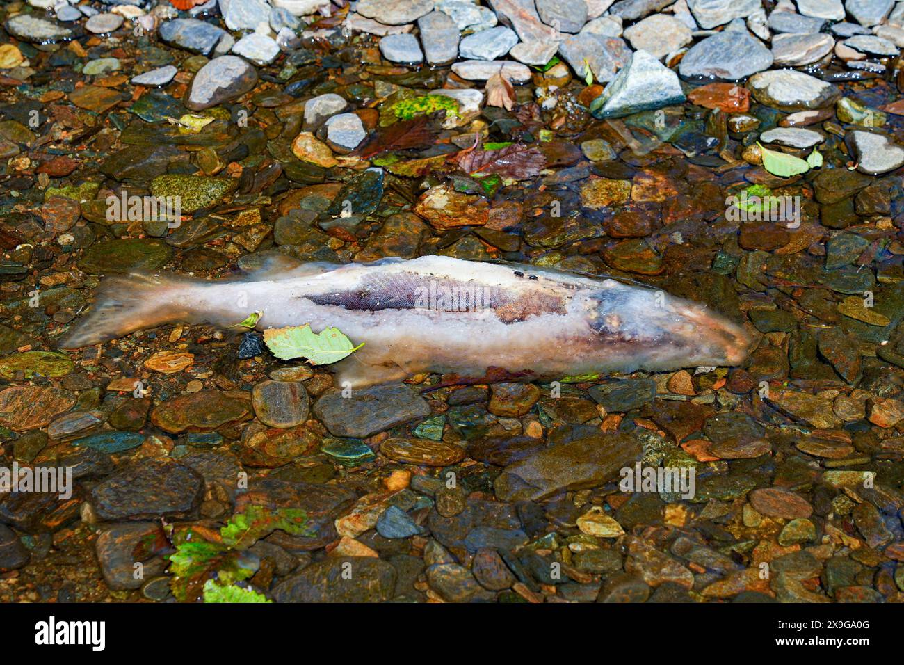 Dead body of a chinook salmon stranded on the banks of the Ketchikan ...