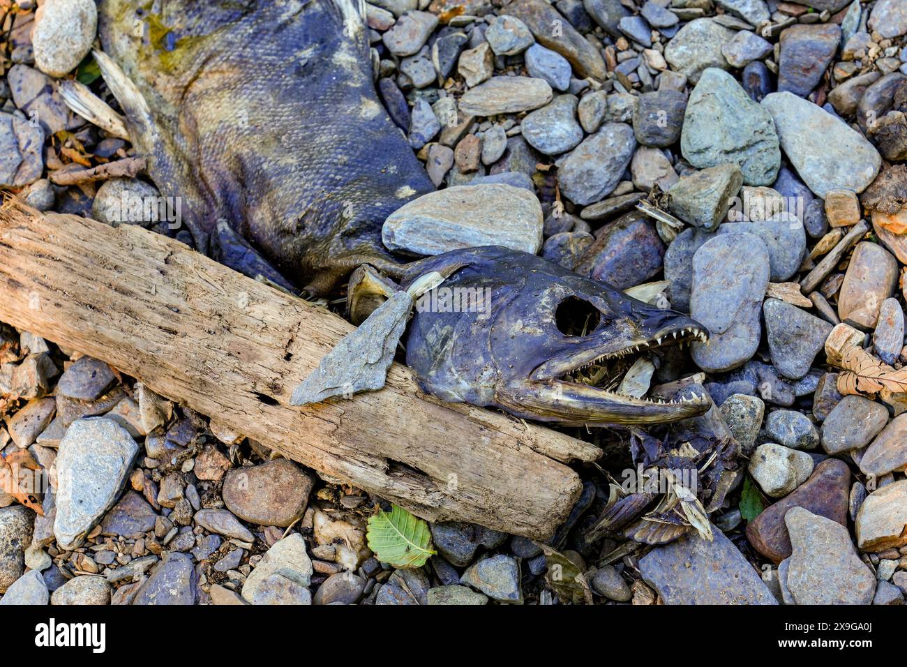 Dead body of a chinook salmon stranded on the banks of the Ketchikan ...