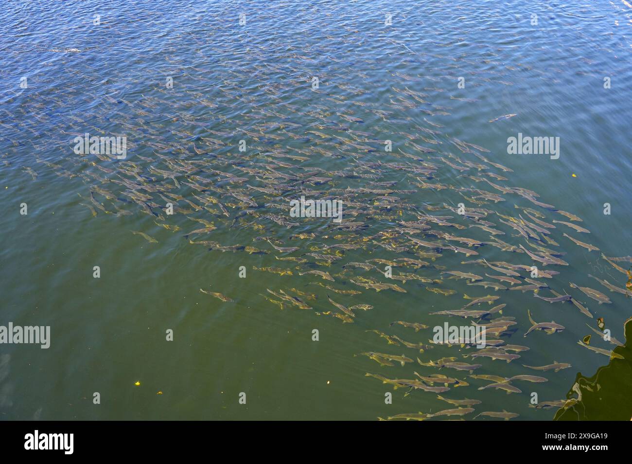 Salmons swimming upstream in the Ketchikan Creek in Alaska to go ...