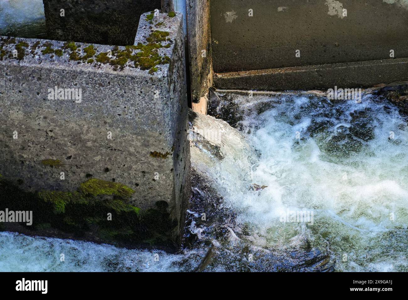 Salmon jumping up into the fish ladder built along the Ketchikan Creek ...