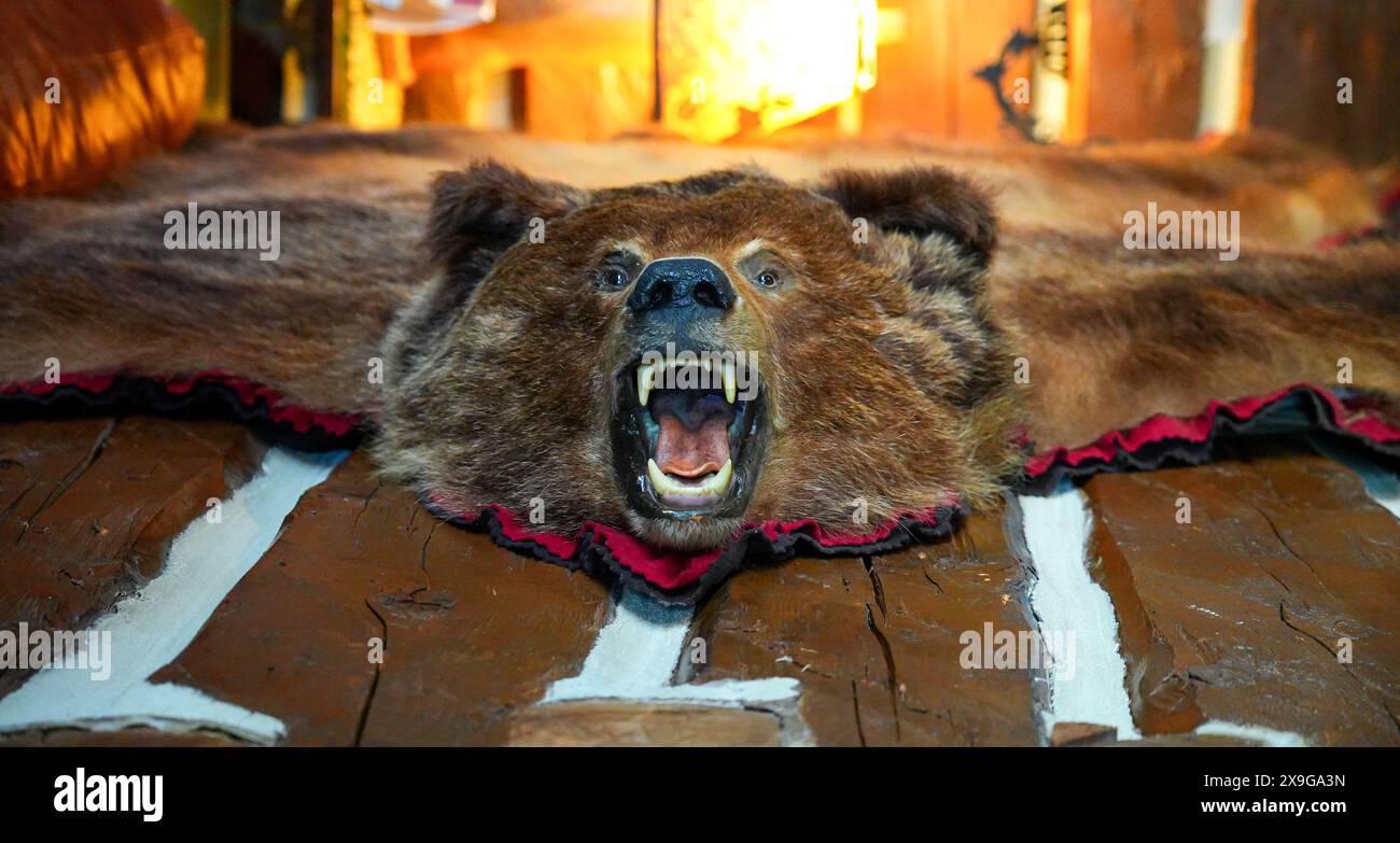 Brown bear skin on display hi-res stock photography and images - Alamy