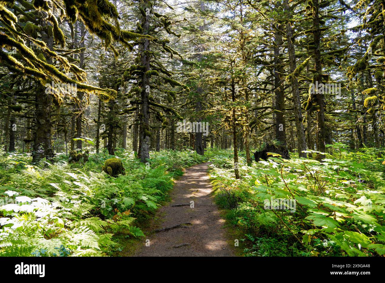 Walking trail passing through a forest of moss-covered Sitka Spruce ...