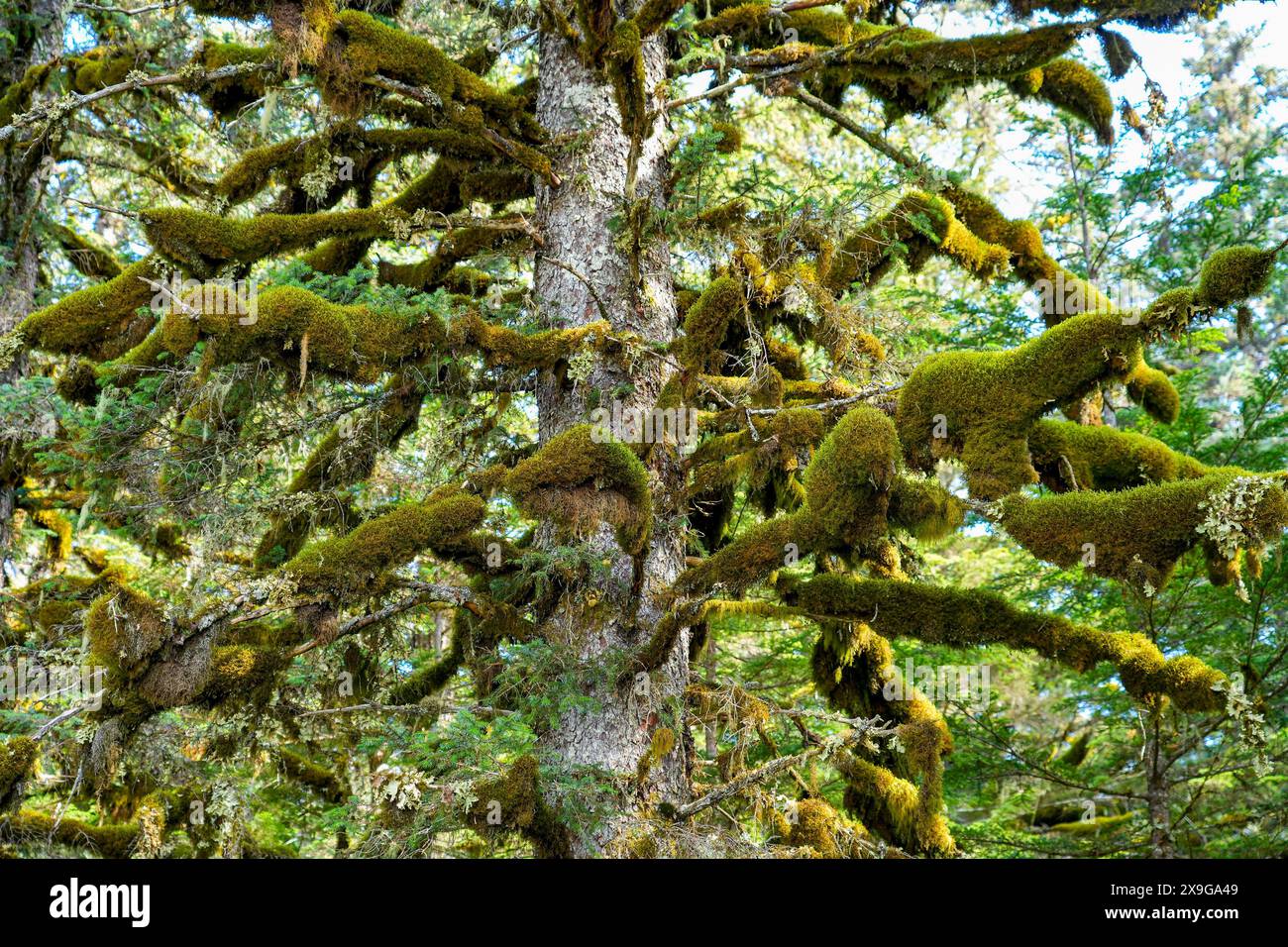Moss-covered Sitka Spruce Tree in the Tongass Forest in the mountains ...