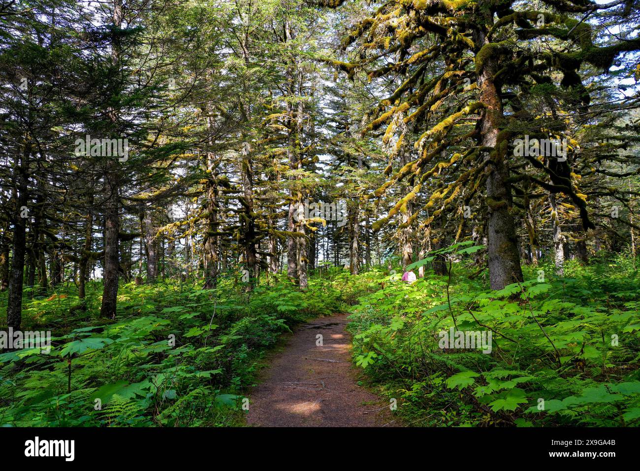 Walking trail passing through a forest of moss-covered Sitka Spruce ...