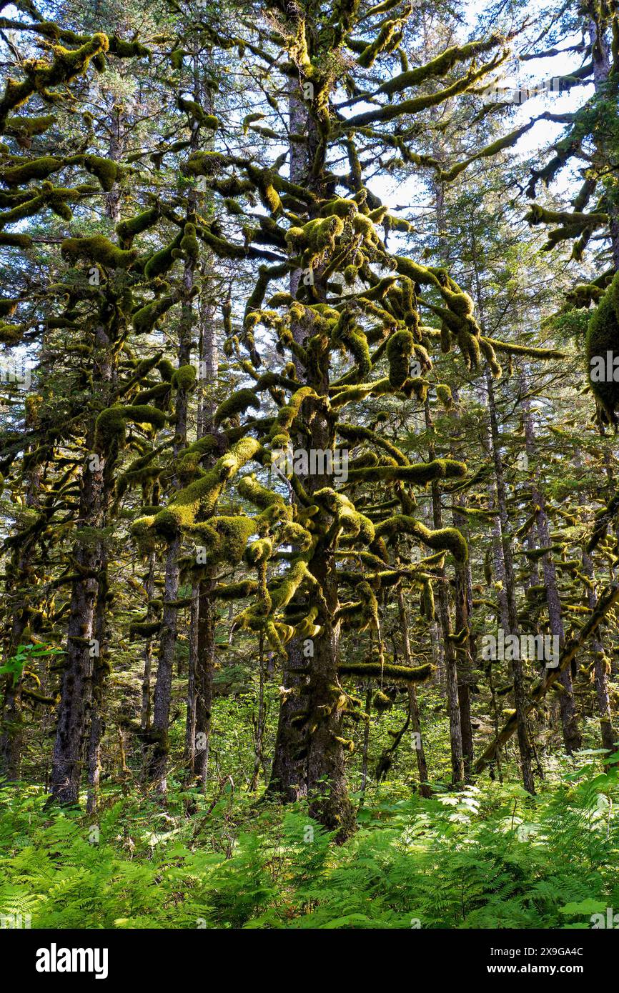 Moss-covered Sitka Spruce Tree in the Tongass Forest in the mountains ...