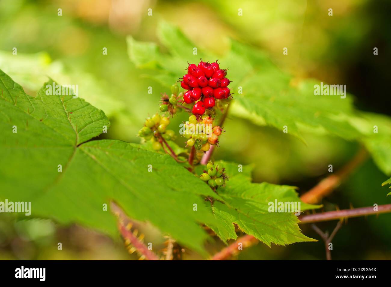 Grape of red berries of the Devil's Club Shrub, often called the ...