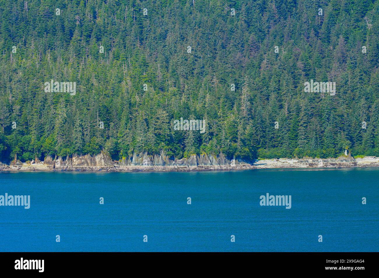 Arctic forest along the shore of Tracy Arm Fjord near Juneau in ...