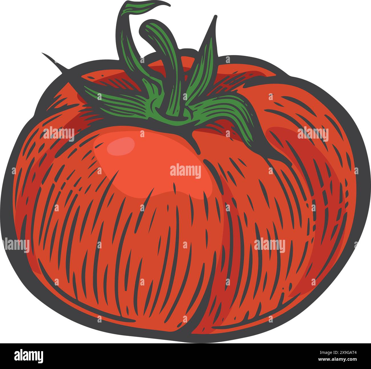 Tomato vegetable vector line drawing illustration Stock Vector Image ...