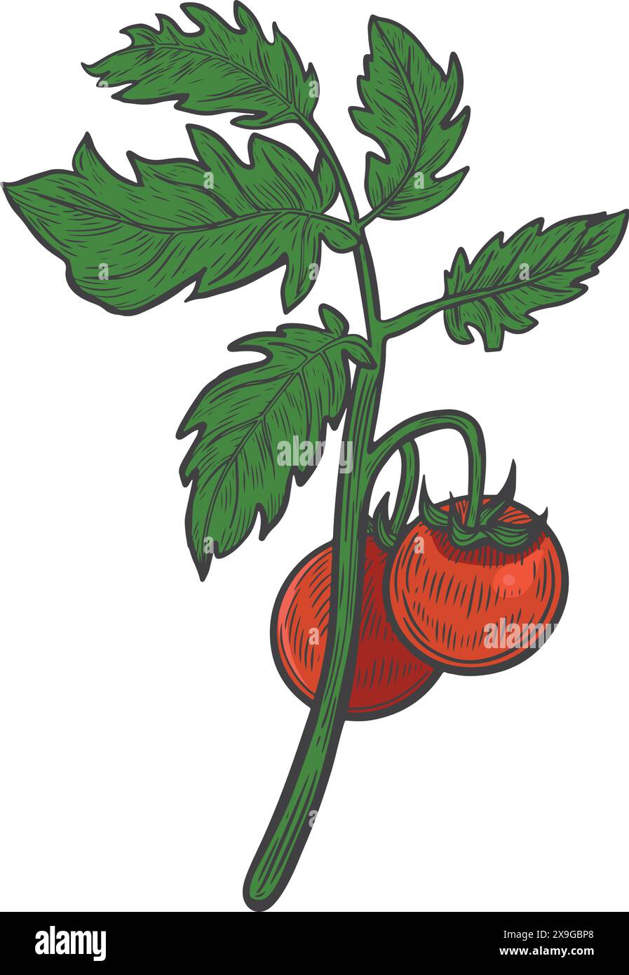 Tomato plant vector line drawing illustration Stock Vector Image & Art ...