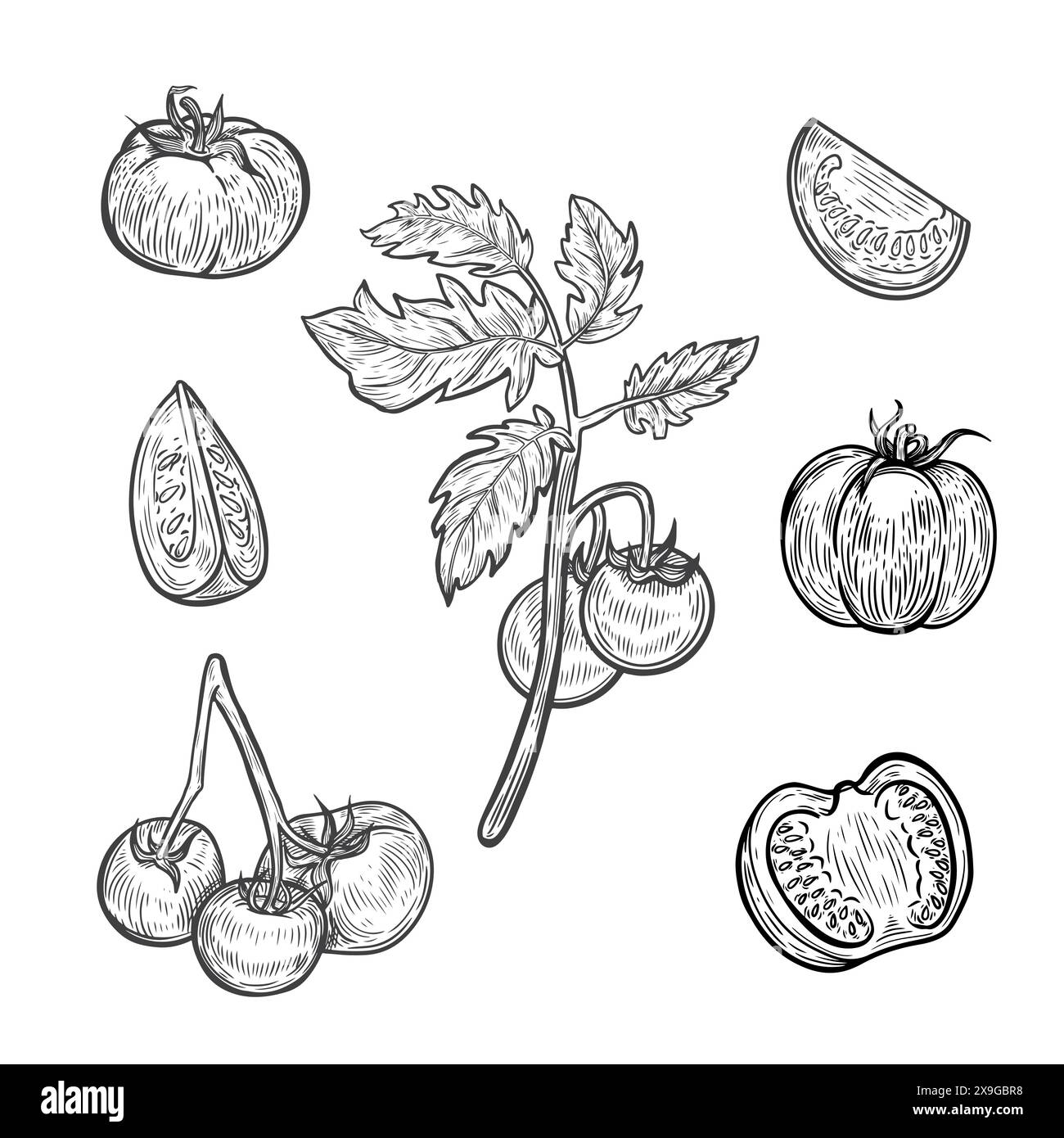 Line drawing cherries Stock Vector Images - Alamy