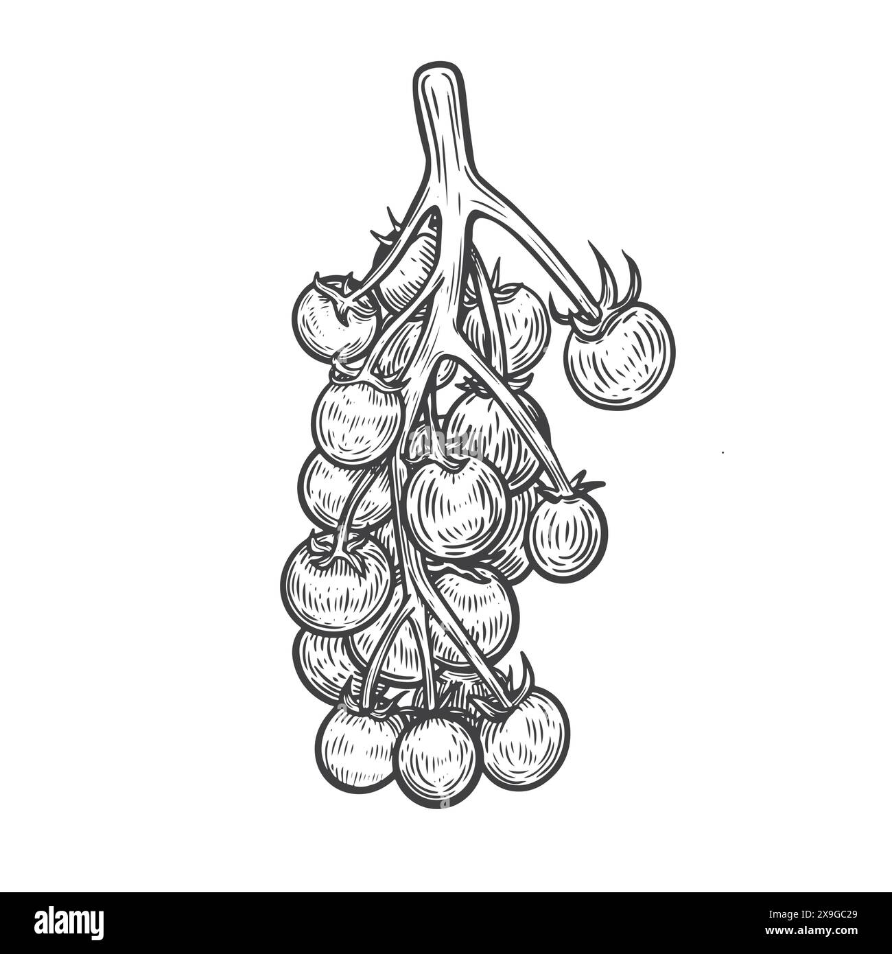 Small tomatoes on branch line drawing vector illustration Stock Vector ...