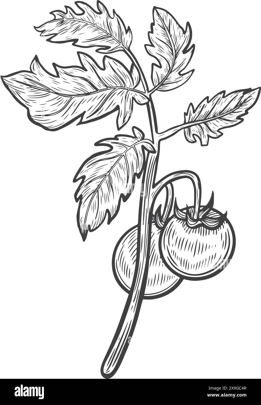 Branch line drawing hi-res stock photography and images - Alamy