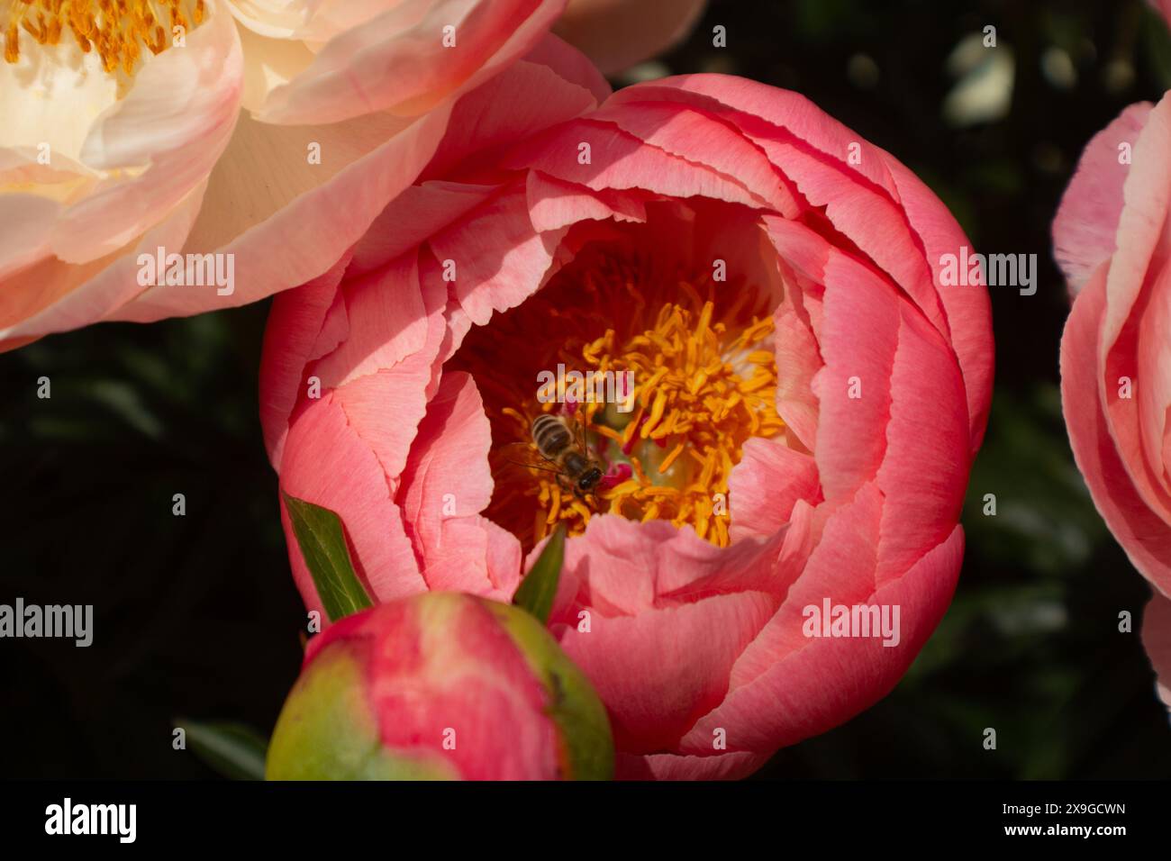 Peony flower with bee hi-res stock photography and images - Alamy
