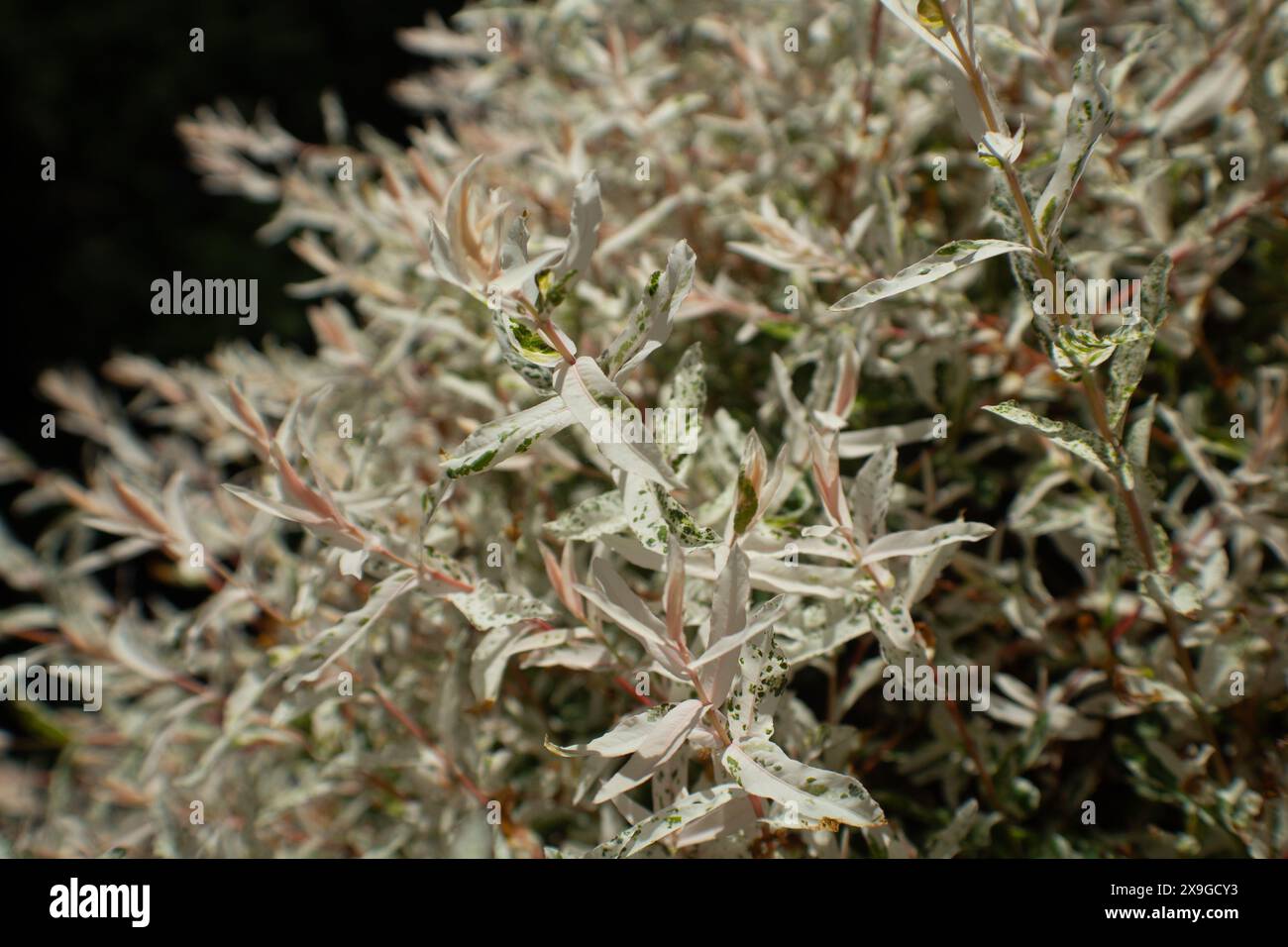 Salix Integra Hakuro Nishiki Stock Photo - Alamy