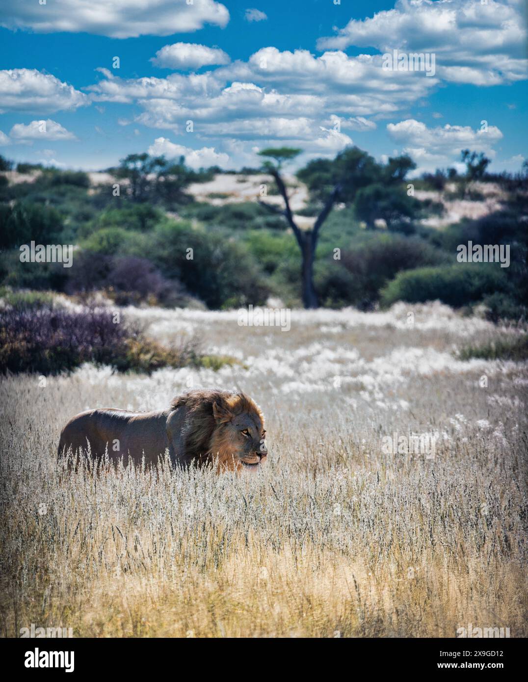 hunter male lion camouflage in the savannah tall grass, hill with ...